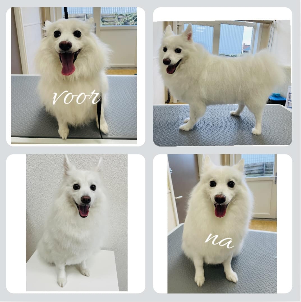 Gwen Hondentrimsalon